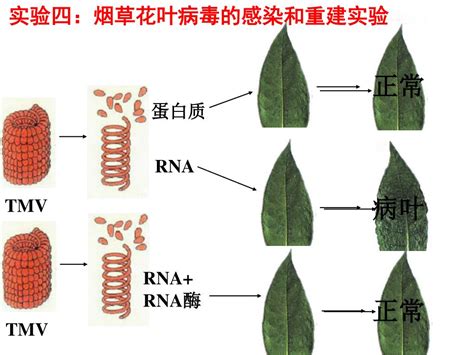 Ppt 核酸是遗传物质的证据 Powerpoint Presentation Free Download Id 5779277
