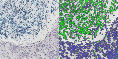 masterclass webinar optimizing rnascope image analysis indica labs