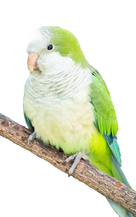 Green Quaker Parrot Size