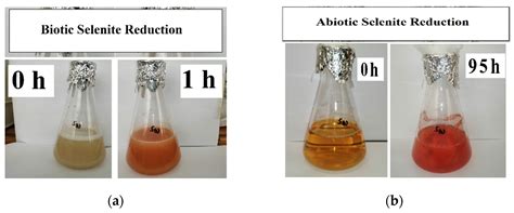 Selenium Nanoparticles Senps Encyclopedia Mdpi