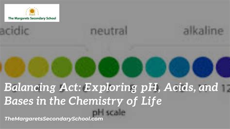 Balancing Act Exploring PH Acids And Bases In The Chemistry Of Life The Margaret S