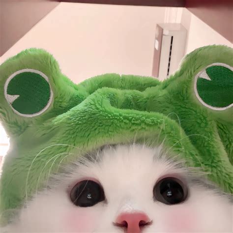 猫猫头像 高清图片，堆糖，美图壁纸兴趣社区