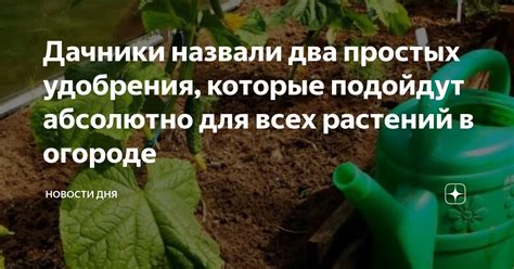 Дачники назвали два простых удобрения которые подойдут абсолютно для всех растений в огороде
