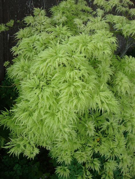 Best Japanese Maples For Sun Japanese Garden Japanese Maple Garden