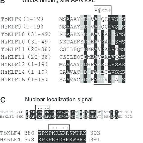 Sequence Alignment Of Conserved Ctbp Binding Motifs Sin3a Binding Download Scientific Diagram