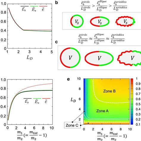 The Size Of Polarity Domain And The Effect Of Cell Shape A The Effect Download Scientific