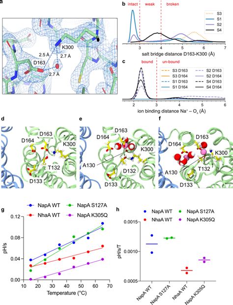 md simulation of ion binding and influence of salt bridge on