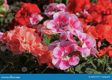 Close Up Of Zonal Geranium Flower In Different Colors Stock Image