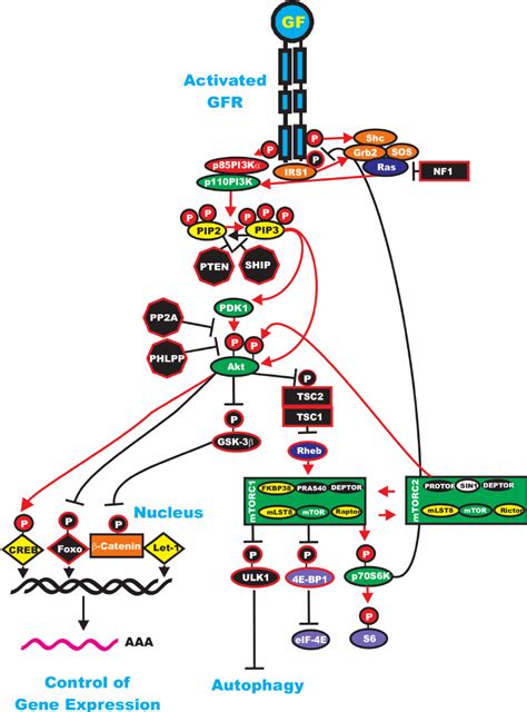 Regulatory Loops In The Ras Pi3k Pten Akt Mtor Pathway Some Of The Download Scientific Diagram