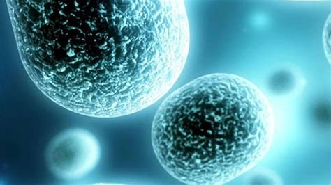 High Throughput Screening Using Luciferase Reporter Cell Lines