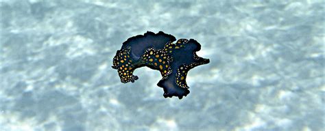 Physical Biological Interactions Lab University Of Miami