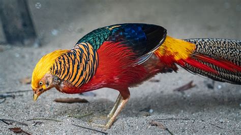 Top 10 Most Beautiful Birds In The World Colorful Bird Pictures