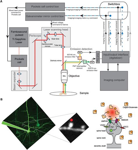 Two Photon Uncaging Of Caged Glutamate At Single Spines Of Layer 5 L5