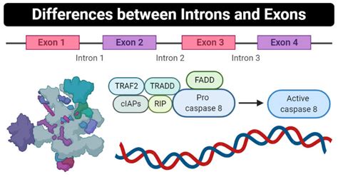 Introns Vs Exons Definition 12 Major Differences Examples