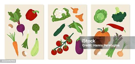 토마토 비트 고추 브로콜리 버섯 당근 양배추 호박 등 다양한 신선한 야채가 세트로 된 야채 포스터 건강한 음식 디자인 메뉴 포장에 적합합니다 가지 채소에 대한 스톡 벡터