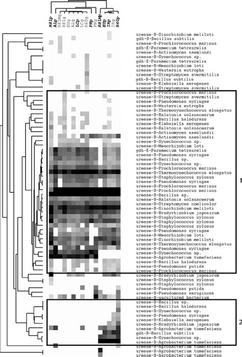 Cluster Analysis Of Microarray Data For Probes Related To Download
