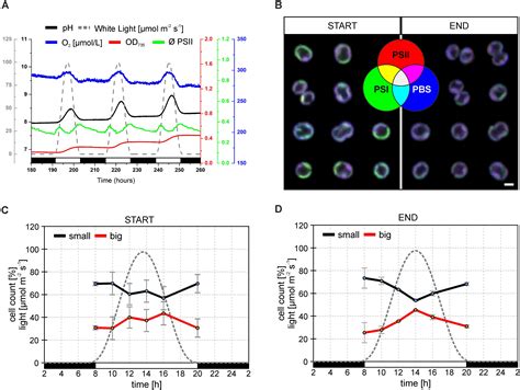 Thylakoid Cyanobacteria