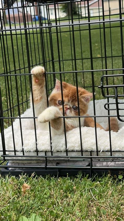 This Is Our Little Man Hugh Huffner Aka Huffy😎 Rexoticshorthair