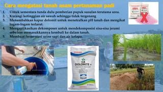 PENANGANAN TANAH MASAM PADA PERTANAMAN PADI.pptx