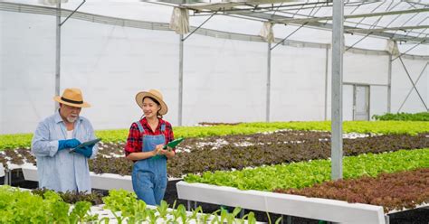 젊은 아시아 여성과 노인 남자 농부는 유기농 수경 샐러드 야채 농장에서 함께 일하고 있습니다 디지털 태블릿을 사용하는 현대 채소밭 주인은 온실 정원에서 상추의 품질을