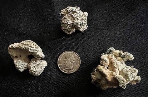 The Rare And Beautiful World Of Blob Mutations In Mushrooms