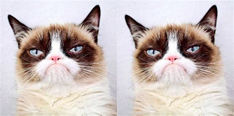 How Did Grumpy Cat Die New Details On The Tragic Death Of The Feline