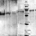 The Sds Page Profile Of A Separated Proteins Isolated From