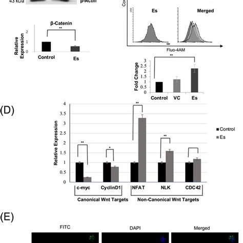 Blast Cell Differentiation Potential Of Esculetin In Kasumi 1 Cells A
