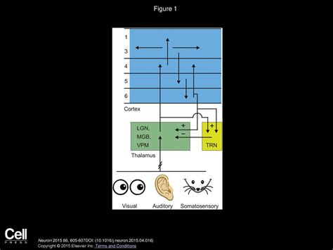 Dissecting The Dynamics Of Corticothalamic Feedback Ppt Download