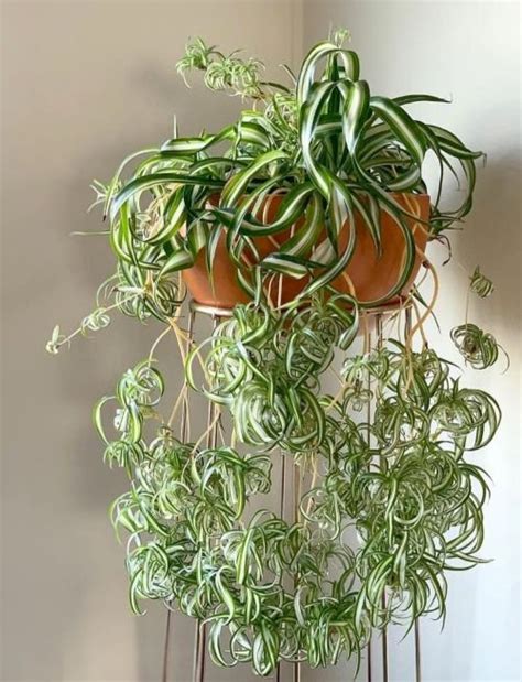 How To Grow Curly Spider Plant In A Small Water Jar Succulent Garden Web