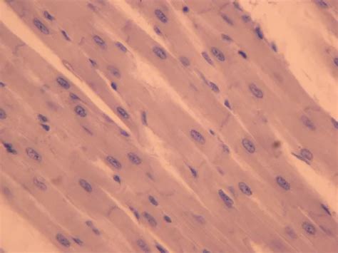 Parasite Microscope Slides Developing Membrane Bone Mammal Histology