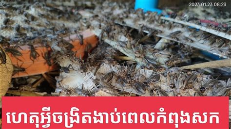 ការចិញ្ចឹមចង្រិត55 ហេតុអ្វីចង្រិតដោះអាវកាក់ងាប់ច្រើន សិក្សាfree តេឡេក្រាម 069 242 464