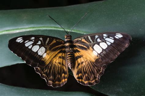 Black And Gold Butterfly Meaning 9 Spiritual Messages
