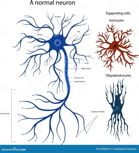 Supporting Cells Oligodendrocytes And Astrocytes Structure Of A Neuron