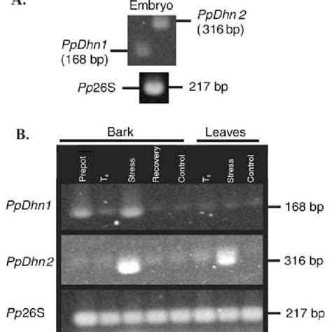 Analysis By Reverse Transcriptase Polymerase Chain Reaction Rt Pcr Of Download Scientific
