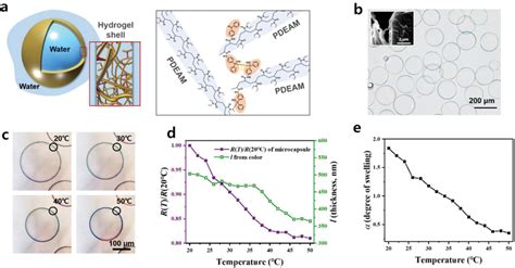 A Schematic Illustration Of Microcapsules With Aqueous Lumen And