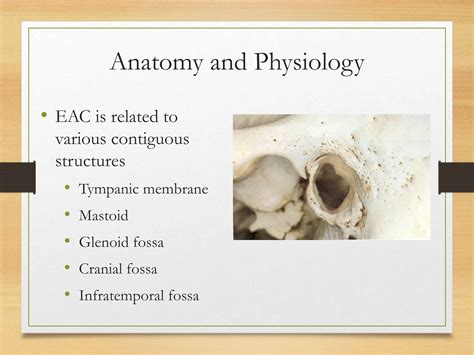 Diseases Of The External Ear And Anatomy Of The Ear Ppt