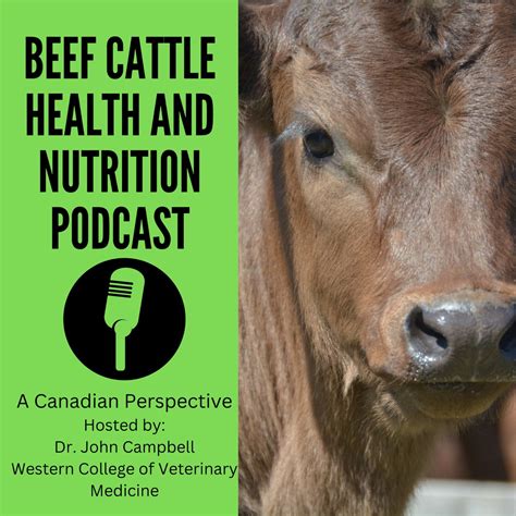 Abnormal Maternal Behavior In Beef Cows With Dr Joe Stookey The Beef Cattle Health And
