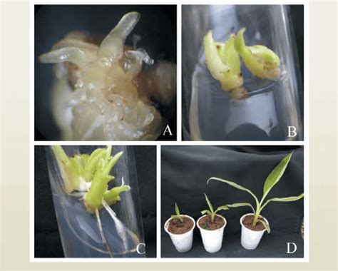 Different Stages In Plant Regeneration Through Somatic Embryogenesis In Download Scientific