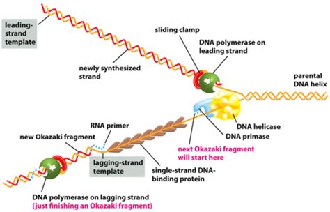 Chapter 16 Dna Replication Flashcards Quizlet