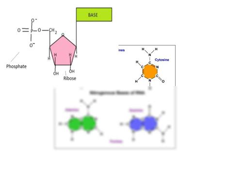 SOLUTION Rna Structure And Function Studypool