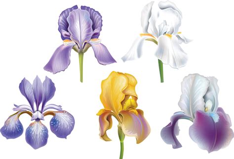 Download Varietyof Irises Illustration