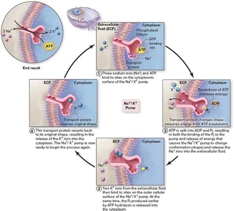 Human Anatomy Chapter 2 Flashcards Quizlet