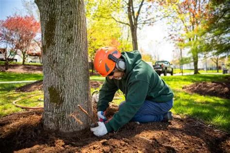 The Ultimate Guide To Safe And Effective Tree Removal Smith Brothers