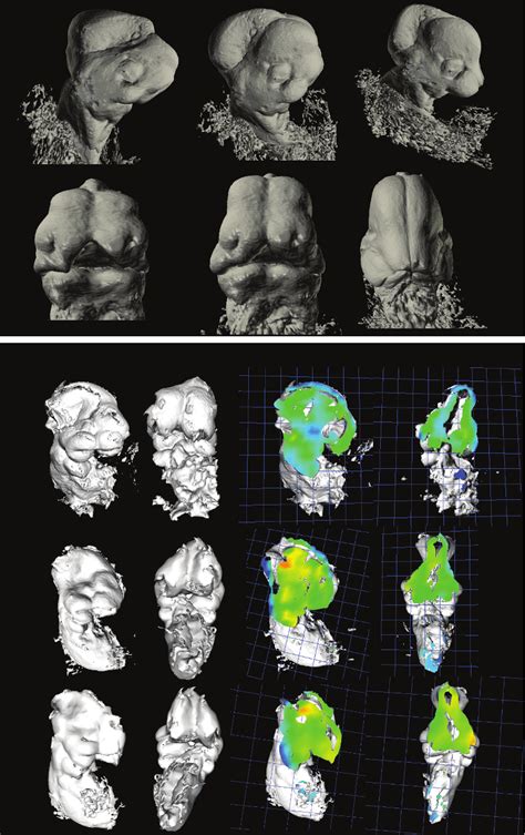 10 A Morphing By 3d Thin Plate Spline Of A Single Micro Ct Scan Of A Download Scientific