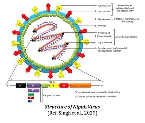 Structure Of Nipah Virus Easybiologyclass