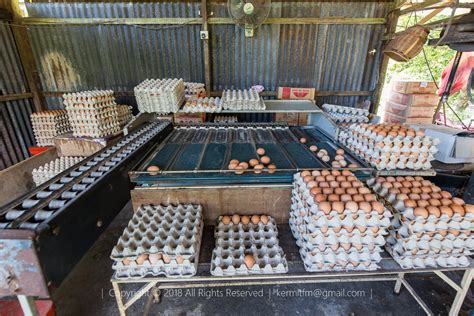 Egg Sorter Curious