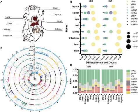 comprehensive characterization of small noncoding rna profiles in