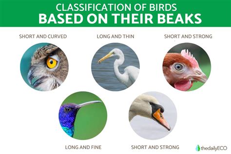 Bird Classification Orders Habitats Social Behavior Physical