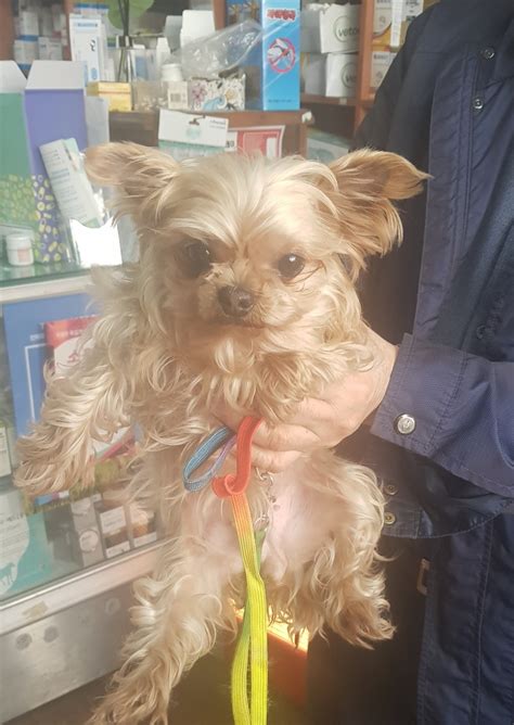 경북 문경 농암초교에서 요크셔 테리어 발견 보호